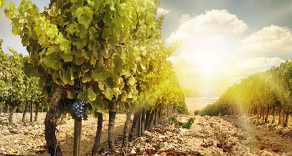 Découvrez le vin et les vignobles du Luberon